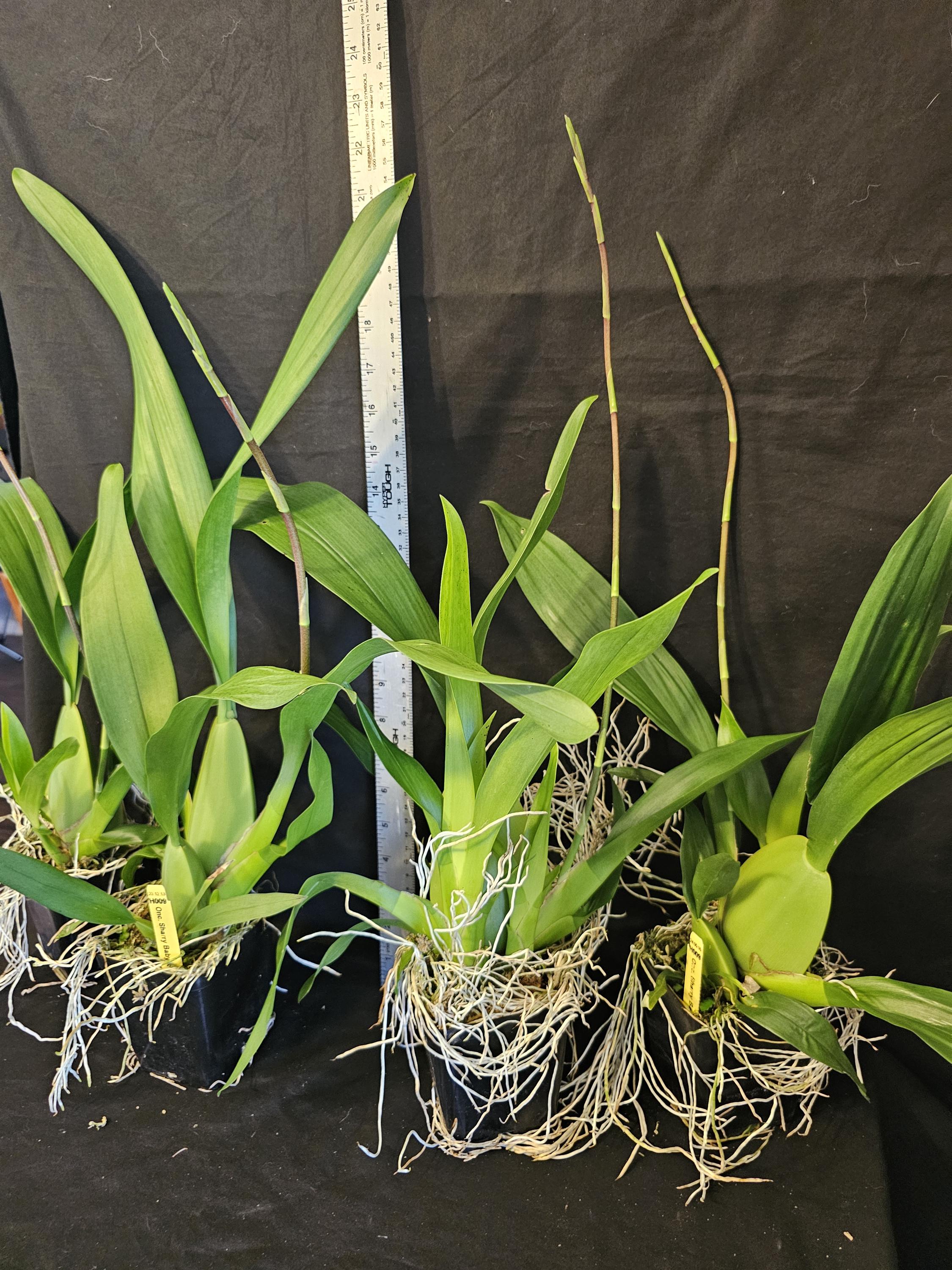 Oncidium Sharry Baby 'sweet Fragrance' in Spike Large Blooming Size ...