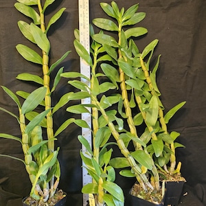 Dendrobium Secundum 'red'. Toothbrush Orchid. Large Plants Blooming ...