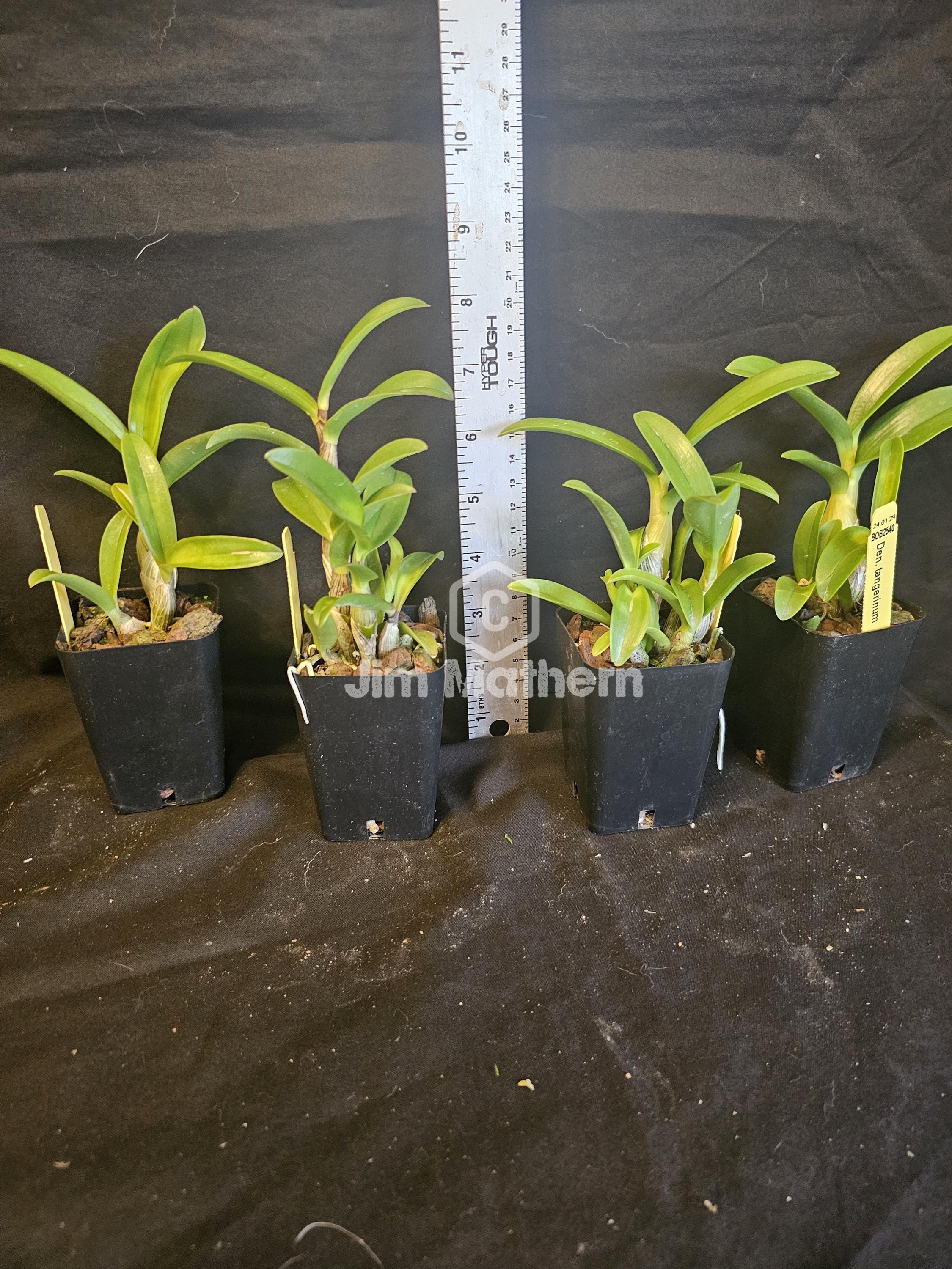 Dendrobium Tangerinum, Young Near Blooming Size Antelope Dendrobium ...