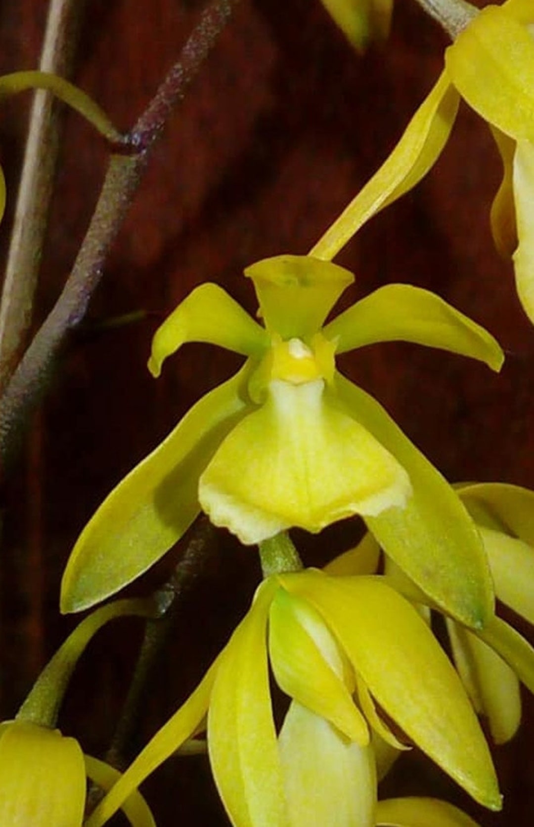 Encyclia Rufa 'florida' X Sib Seedling Size Rare Orchid Species. Highly ...
