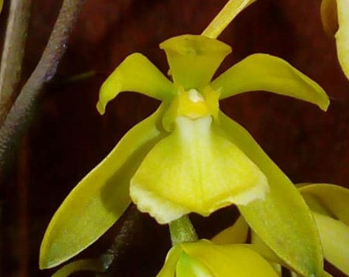 Encyclia Rufa 'florida' X Sib Seedling Size Rare Orchid Species. Highly ...