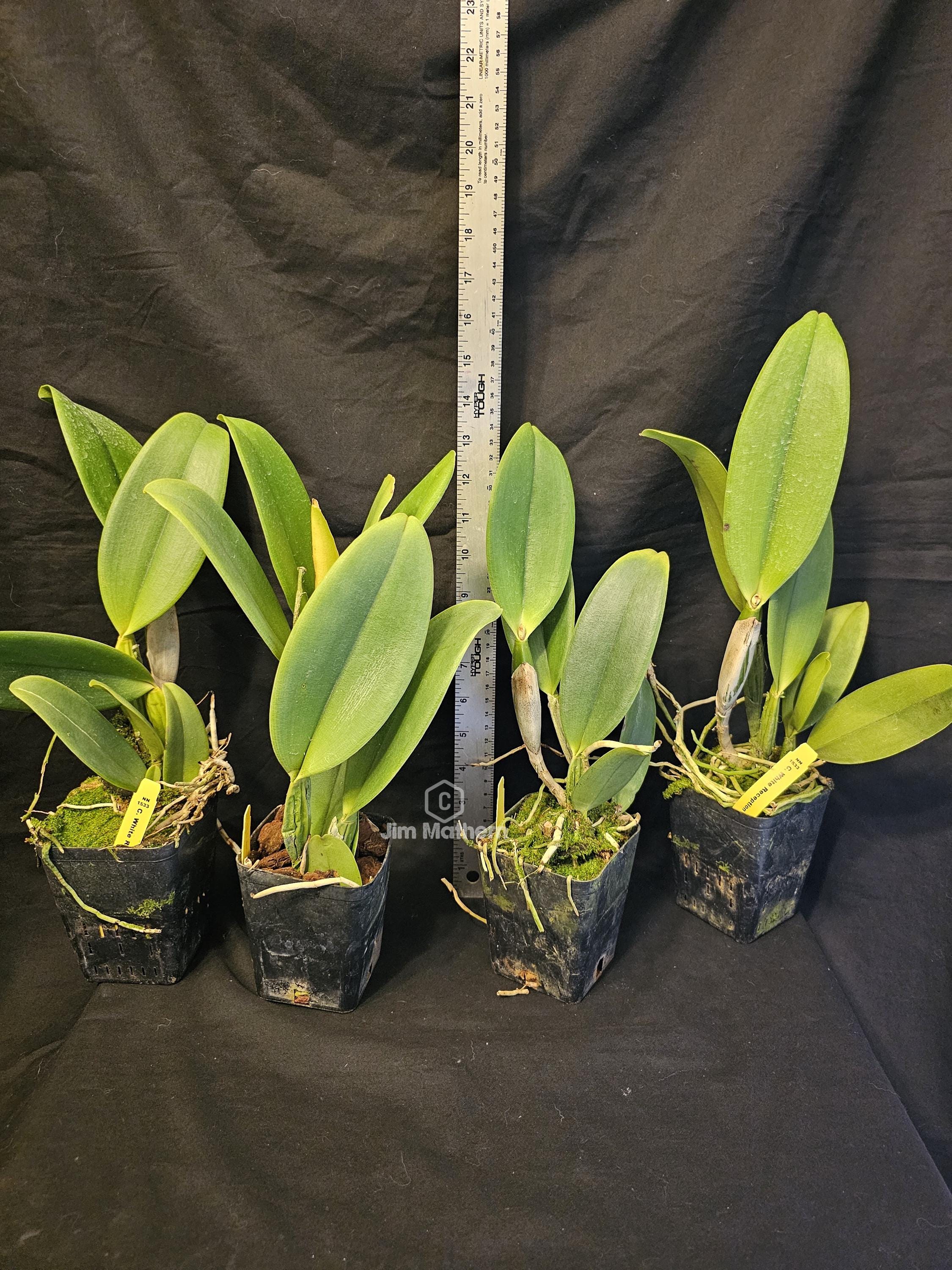 Rlc White Reception 'NN' Nice Blooming Size Cattleya Clone. 4" Pot ...