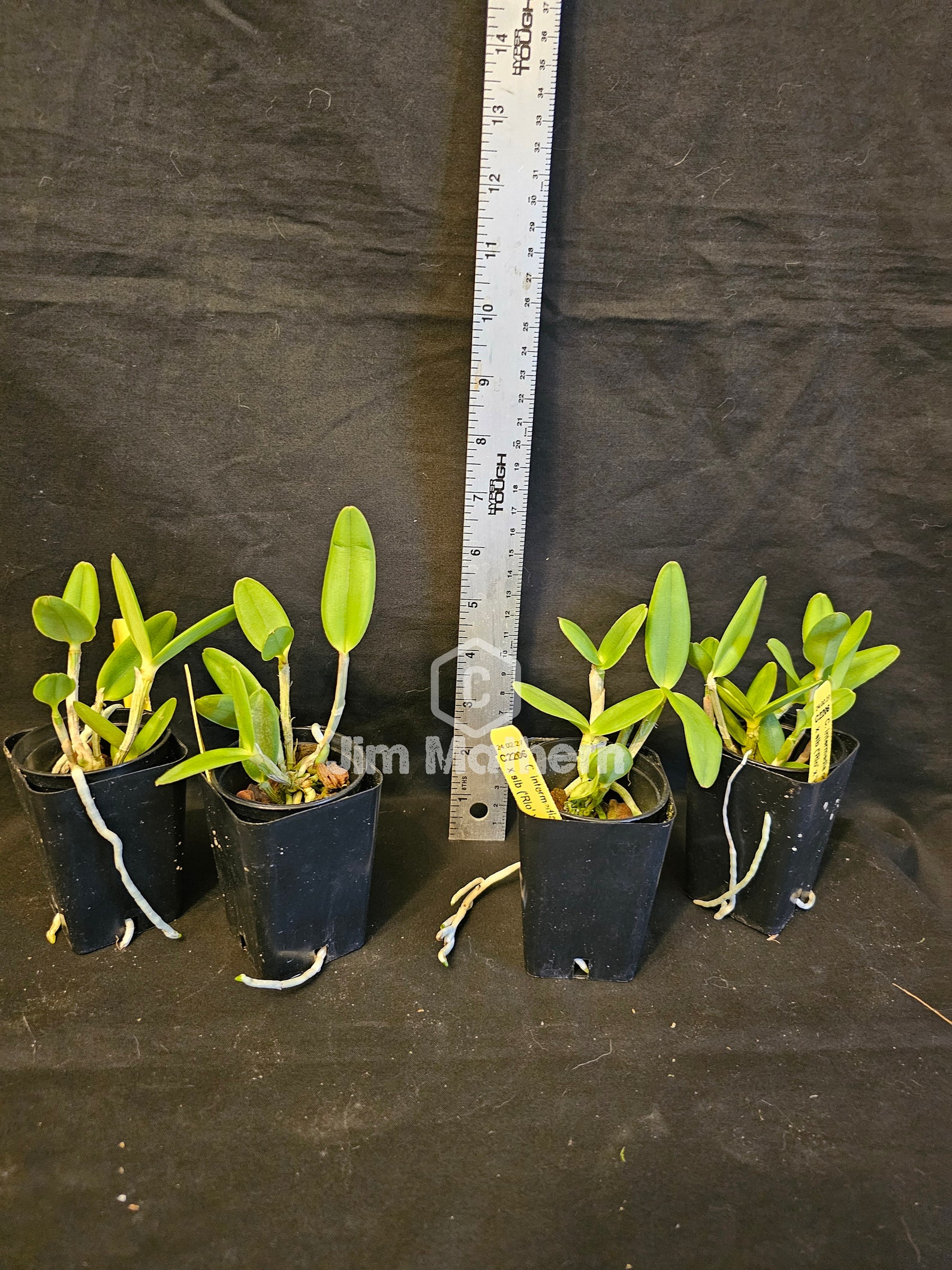 Cattleya Intermedia Var Orlata X Sub. Near Bloom Size Cattleya Orchid ...
