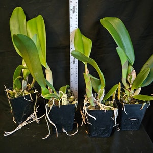 Pot. Perfect Choice 'purple Lady' Blooming Size Cattleya Orchid Clone ...