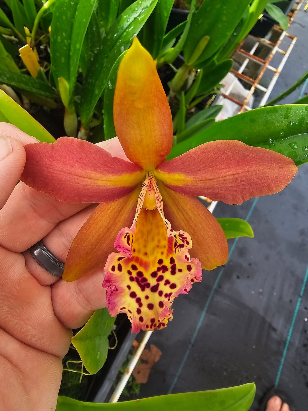 Rby. Copper Queen 'H&R' Near Blooming Size Brassavola Cattleya Orchid ...