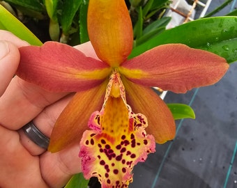 Orchid Cattleya Rby. Copper Queen Live Plant - Etsy