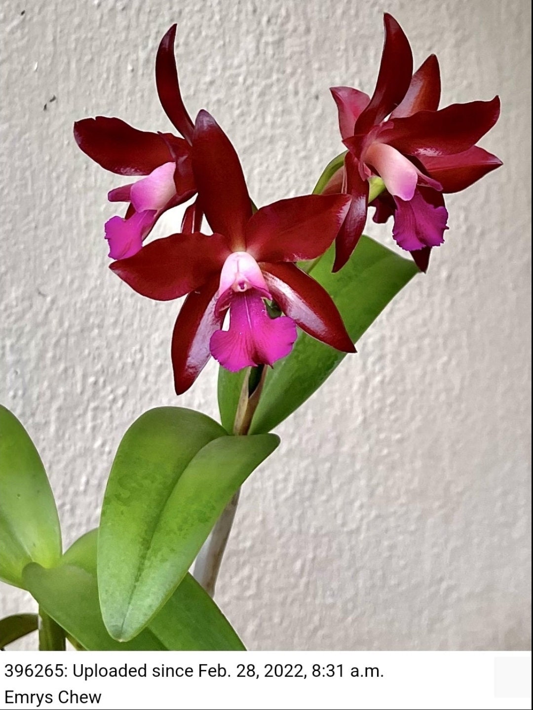 Ctt. Sagarik Wax 'african Beauty' Near Blooming Size Cattleya Orchid ...
