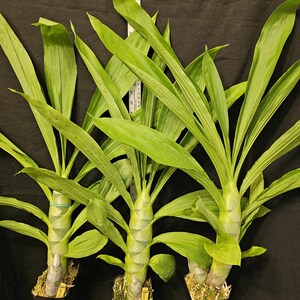 Cycnodes Taiwan Gold 'orange' cycnoches Chlorochilon Mormodes Badia ...