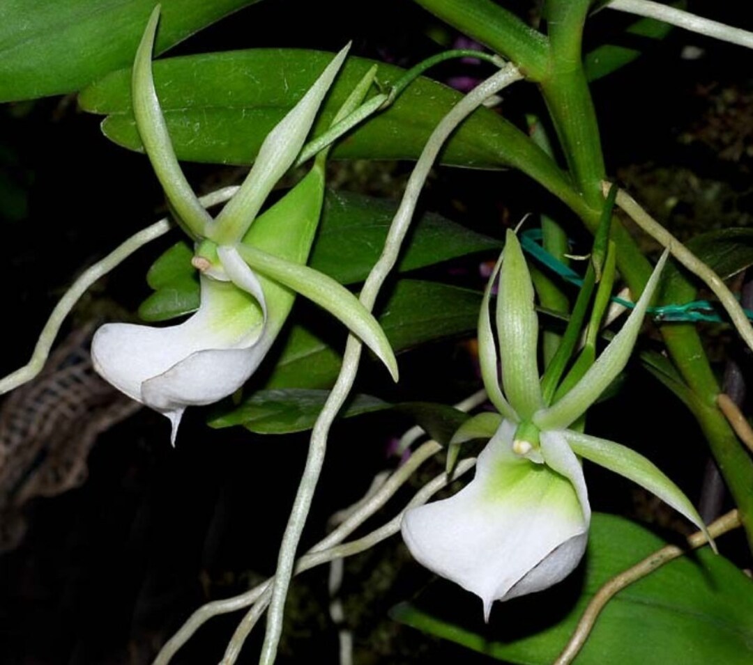 Angraecum Infundibulaire Non Bloom Size Rare Angraecum Orchid Species ...