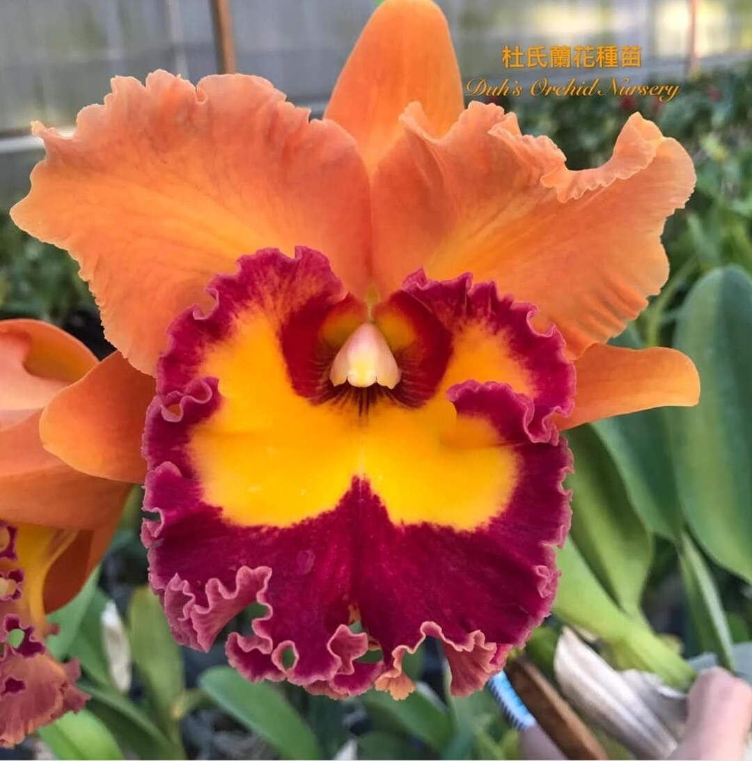 Rlc Duh's Crown '021414' SM/JOGA Near Blooming Size Cattleya Orchid ...