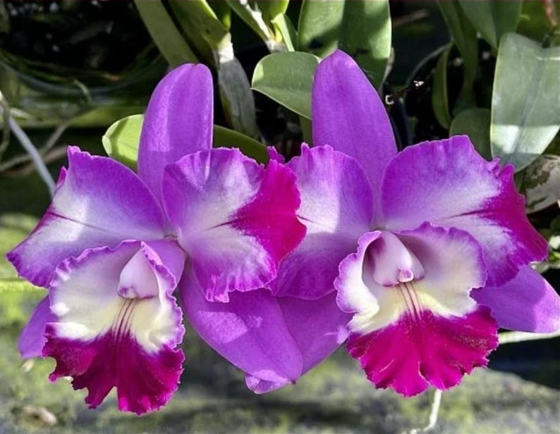 Lc Mari's Love 'taka' Blooming Size Compact Growing Cattleya Orchid ...