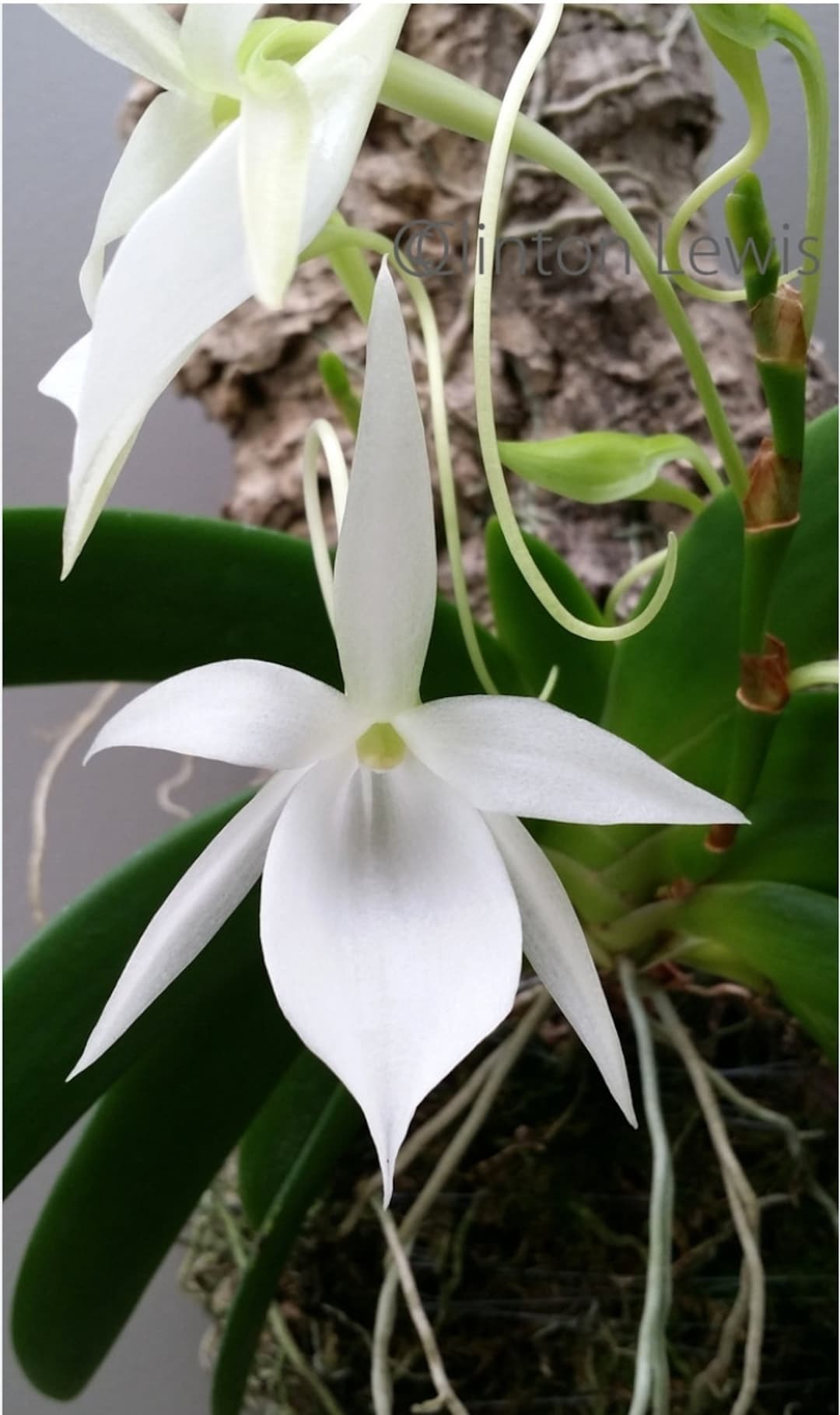 Angraecum Leonis , Near Blooming Angraecum Orchid Species. Beautiful ...