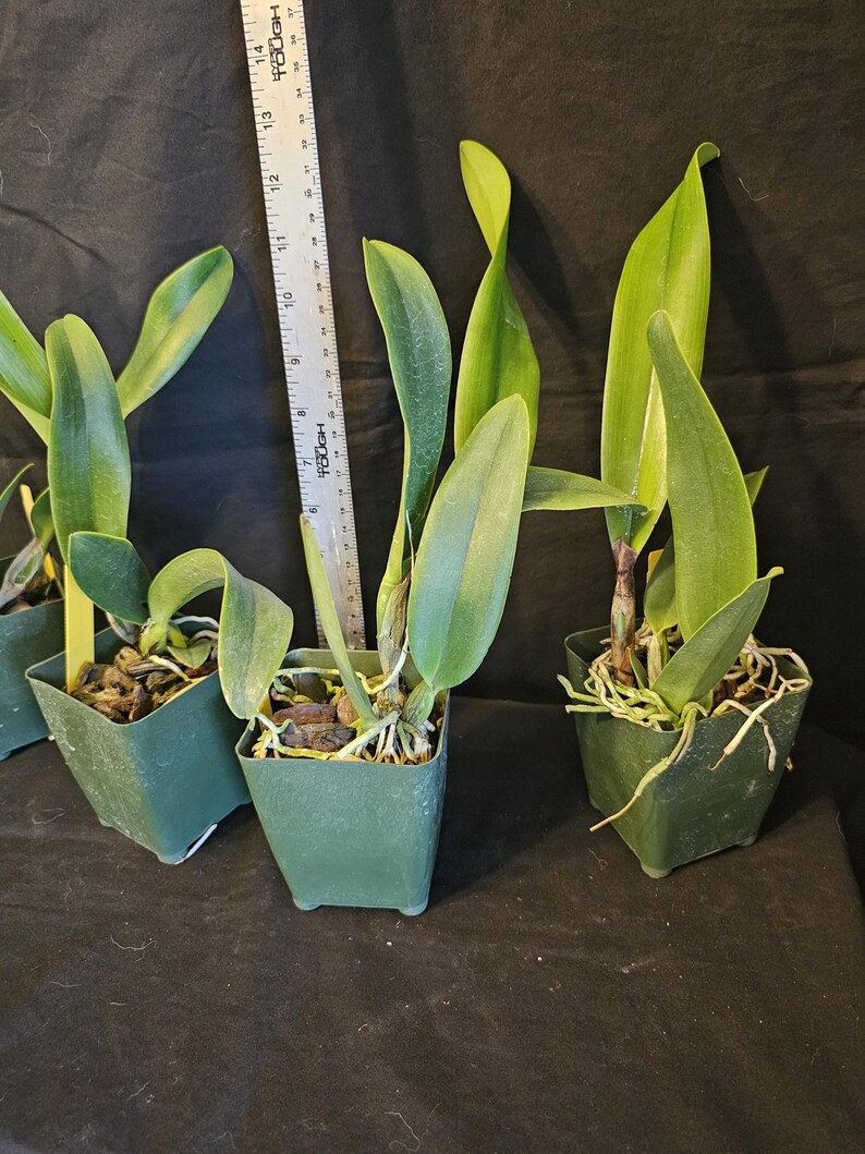 Rlc Jac Golden Peacock 'tai Young' Near Blooming Size Cattleya Orchid ...