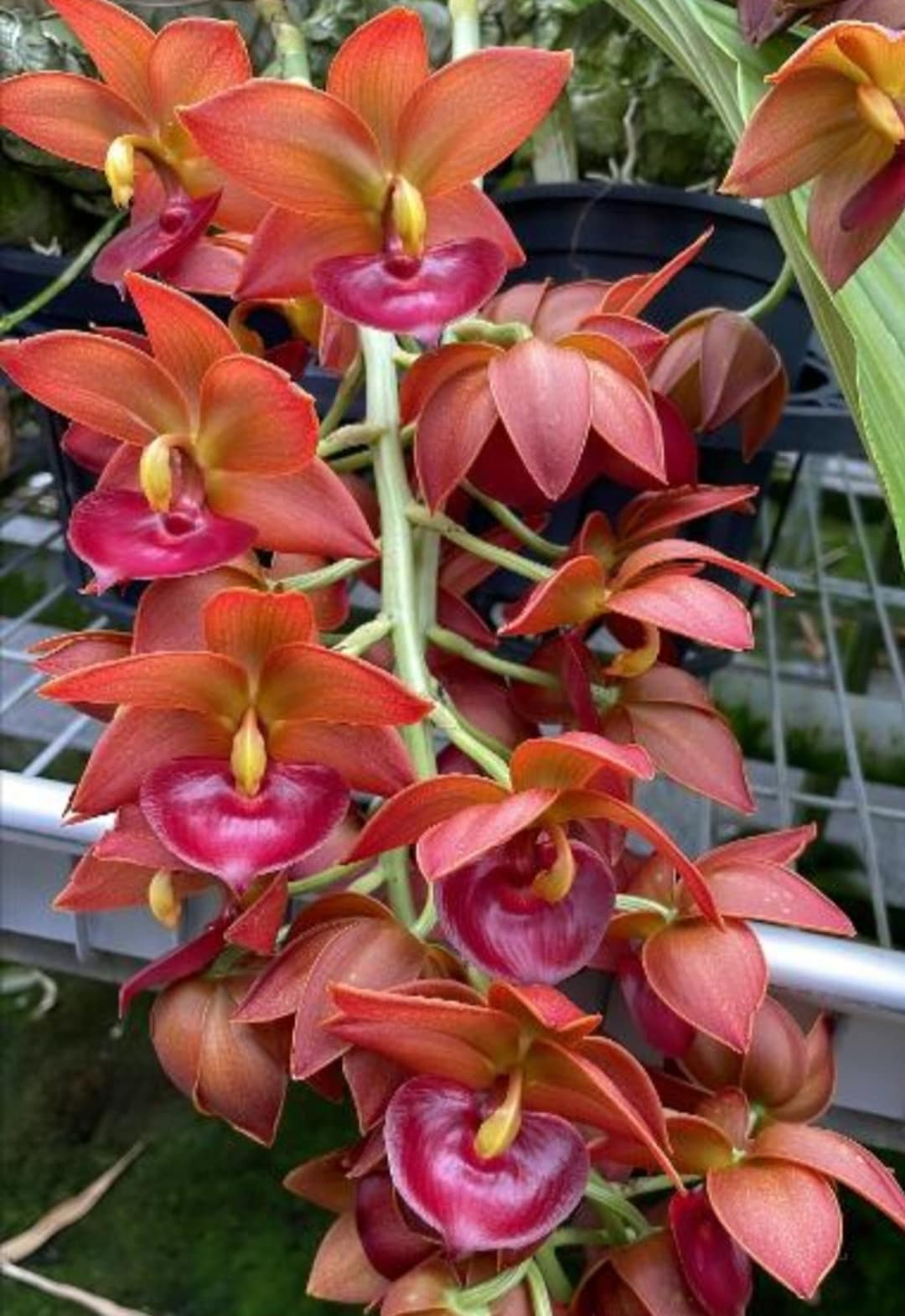 Cycnodes Taiwan Gold 'orange' (cycnoches Chlorochilon × Mormodes Badia ...