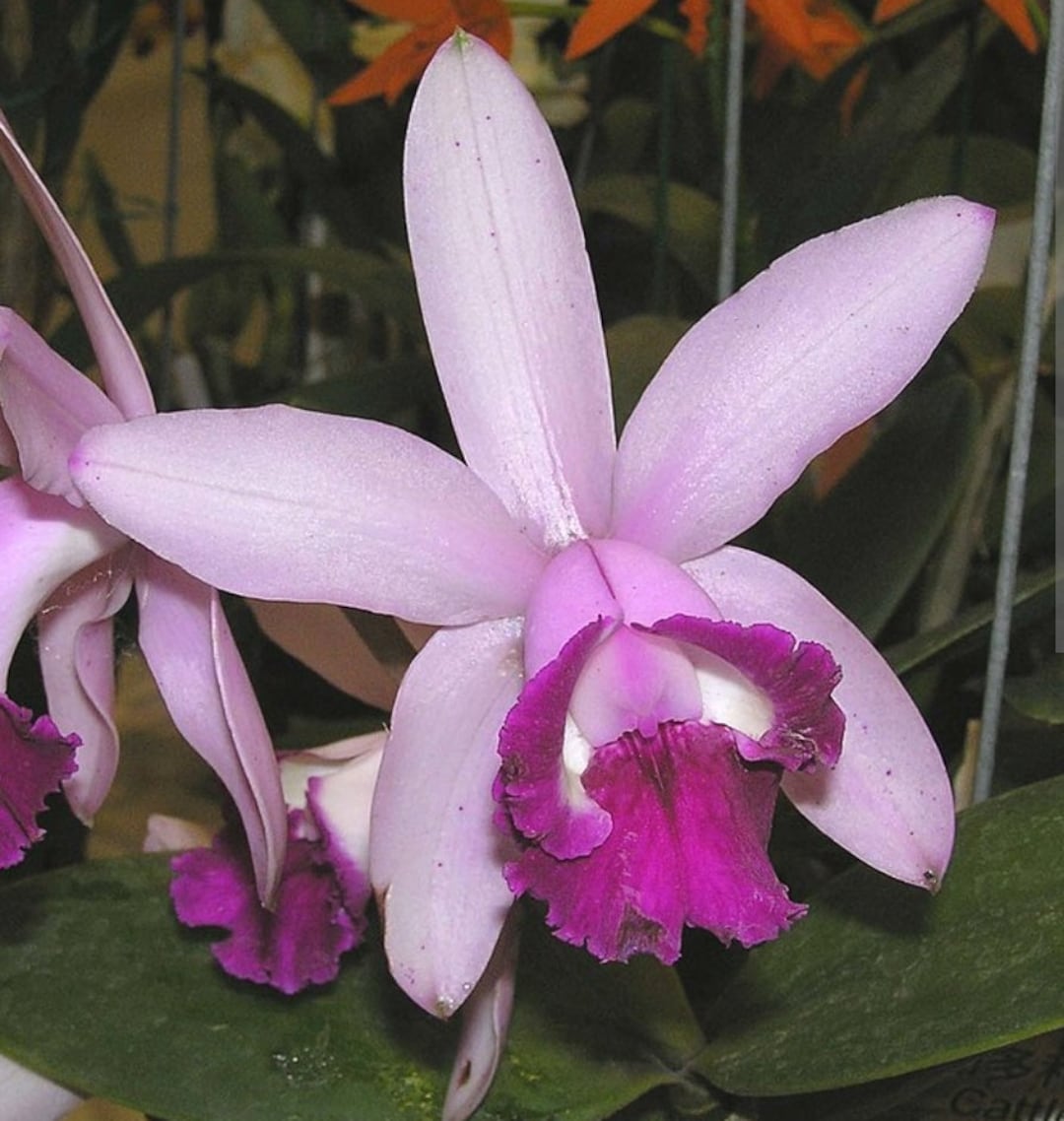 Cattleya Intermedia Var Orlata X Sub. Near Bloom Size Cattleya Orchid ...