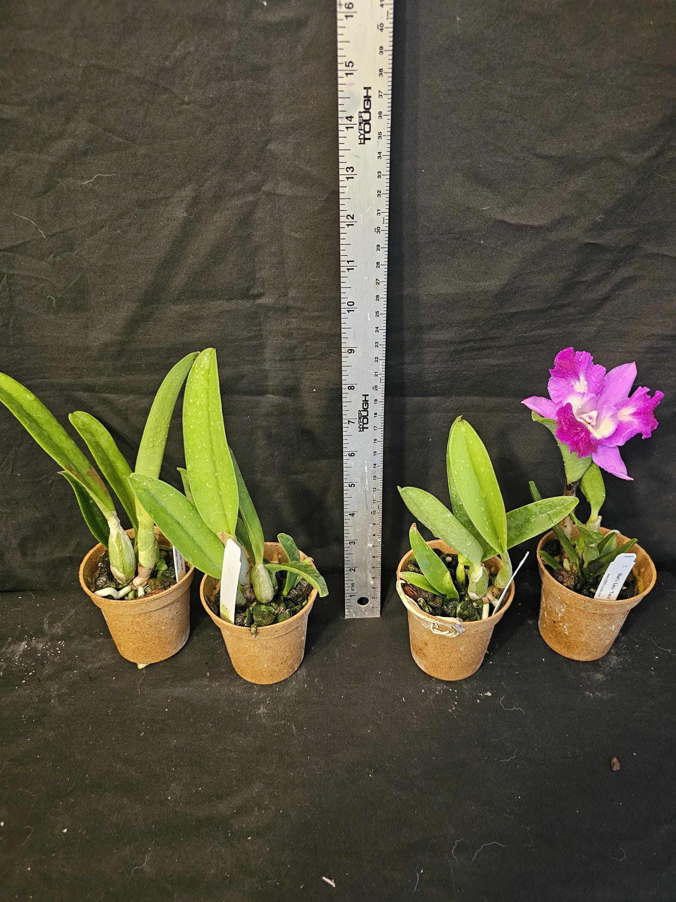 Lc Mari's Love 'taka' Blooming Size Compact Growing Cattleya Orchid ...