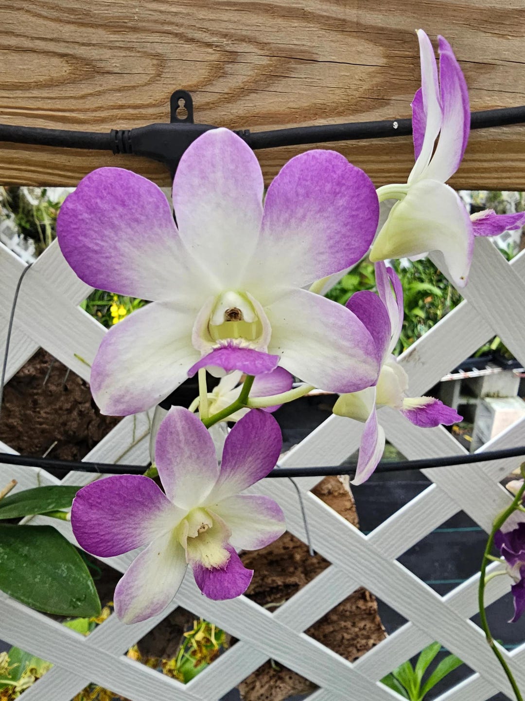 Dendrobium Ardang Blue Angel. Blooming Size Bare Root Division. - Etsy