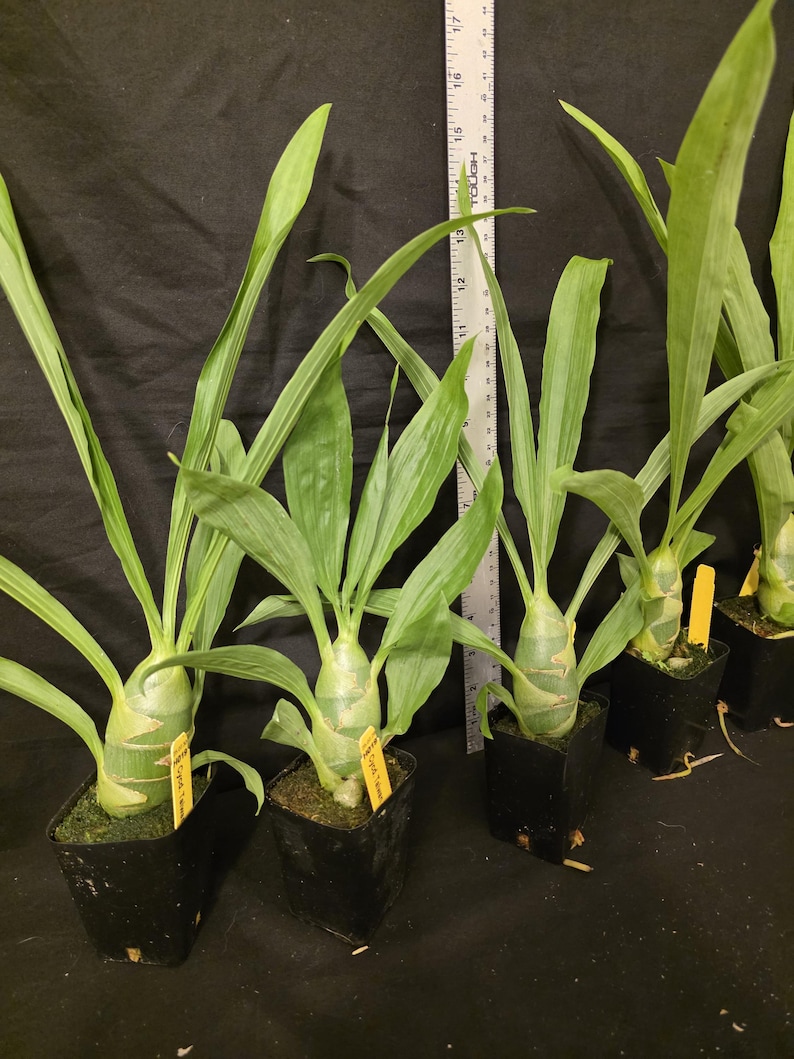 Cycnodes Taiwan Gold 'orange' (cycnoches Chlorochilon × Mormodes Badia ...