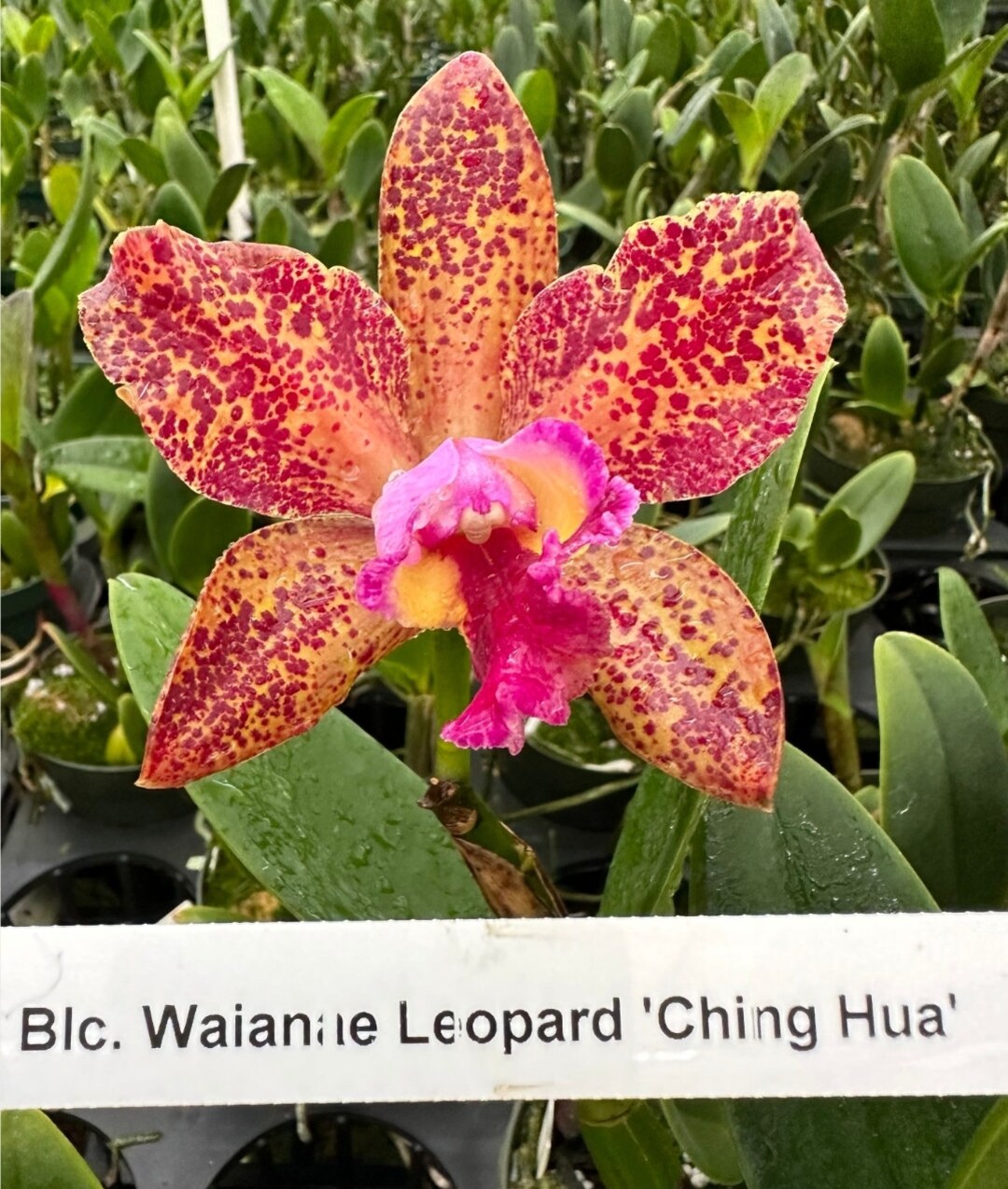 C. Waianae Leopard 'ching Hua' (rlc Peach Cobbler × C Penny Kuroda) Blooming Size Cattleya ...
