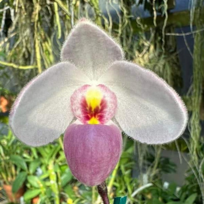 Paphiopedilum - Etsy