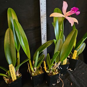 Rby. Golden Tang X Richard Mueller 'STK' Blooming Size Brassavola ...