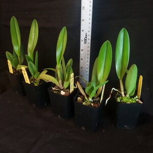 Rby. Copper Queen 'H&R' Near Blooming Size Brassavola Cattleya Orchid ...