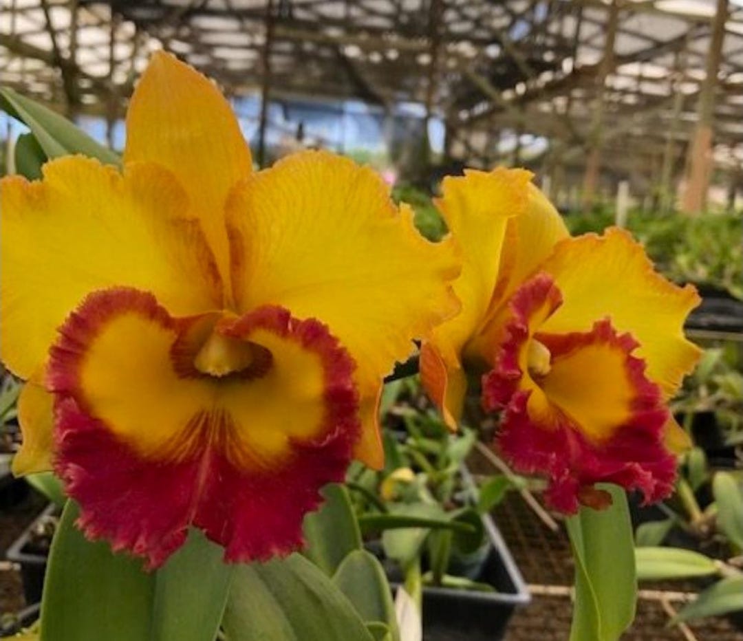Rlc Thaksina Gold, Near Blooming Size Cattleya Orchid Clone. Large ...
