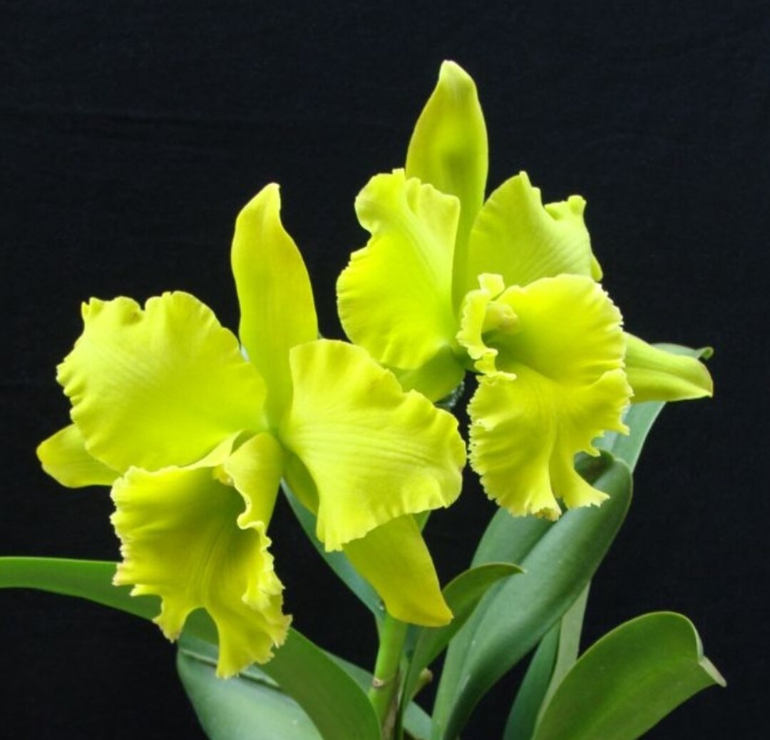 Rlc Sung Ya Green 'mailman' Young Cattleya Orchid Clone. Bright Green ...