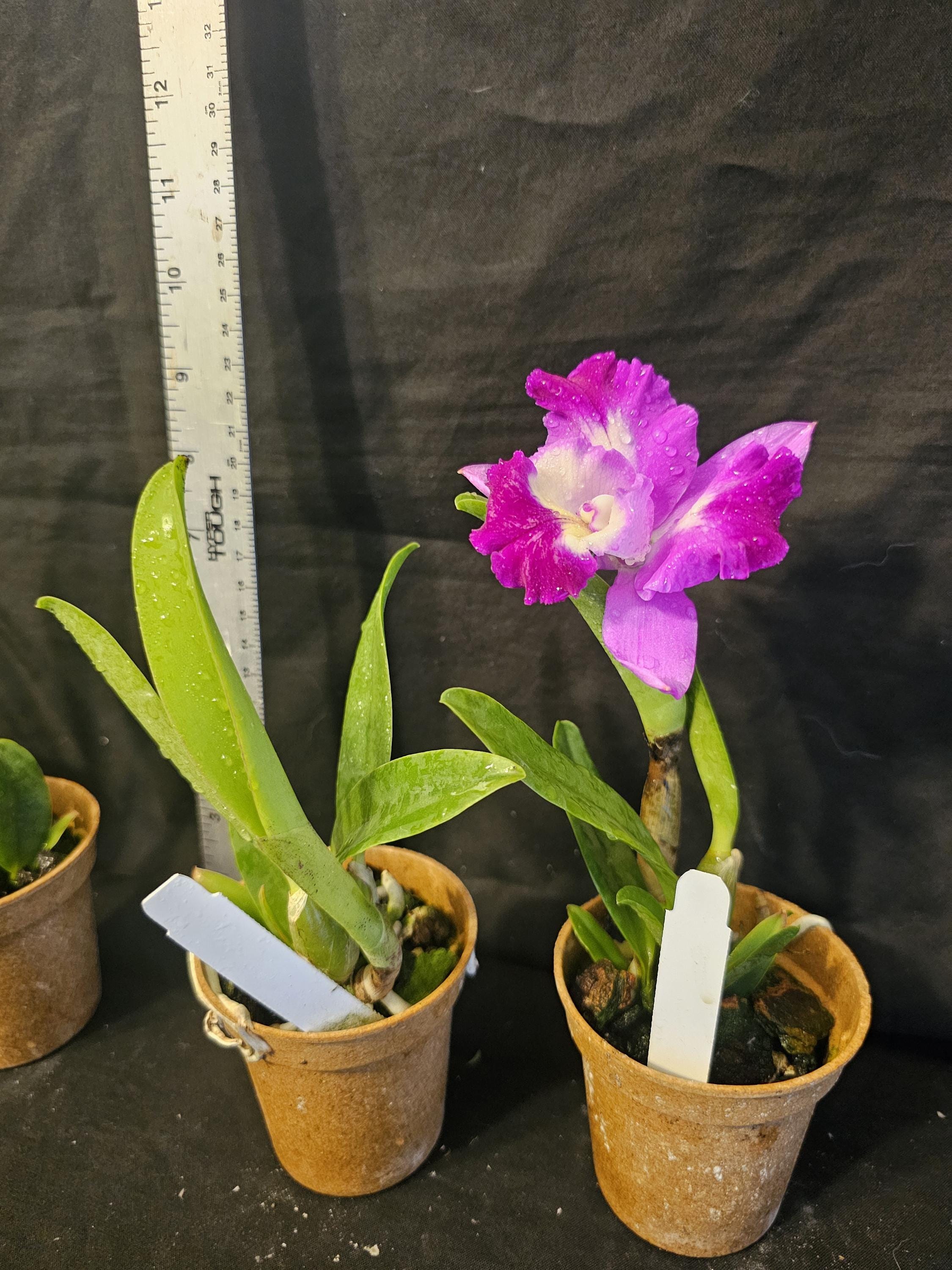 Lc Mari's Love 'taka' Blooming Size Compact Growing Cattleya Orchid ...