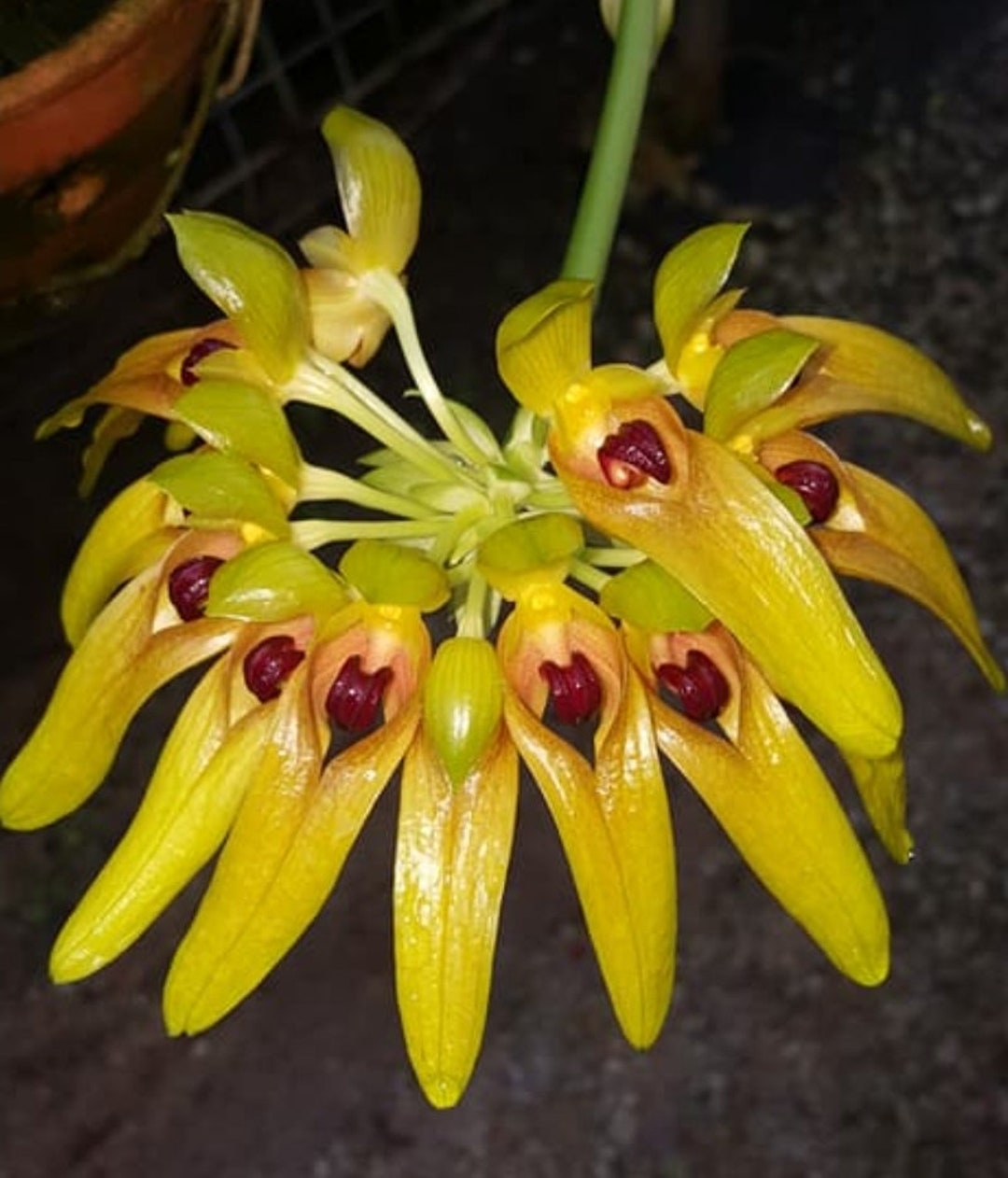 Bulbophyllum Graveolens, Rare Bulbophyllum Orchid Species. 3.5" Pot ...