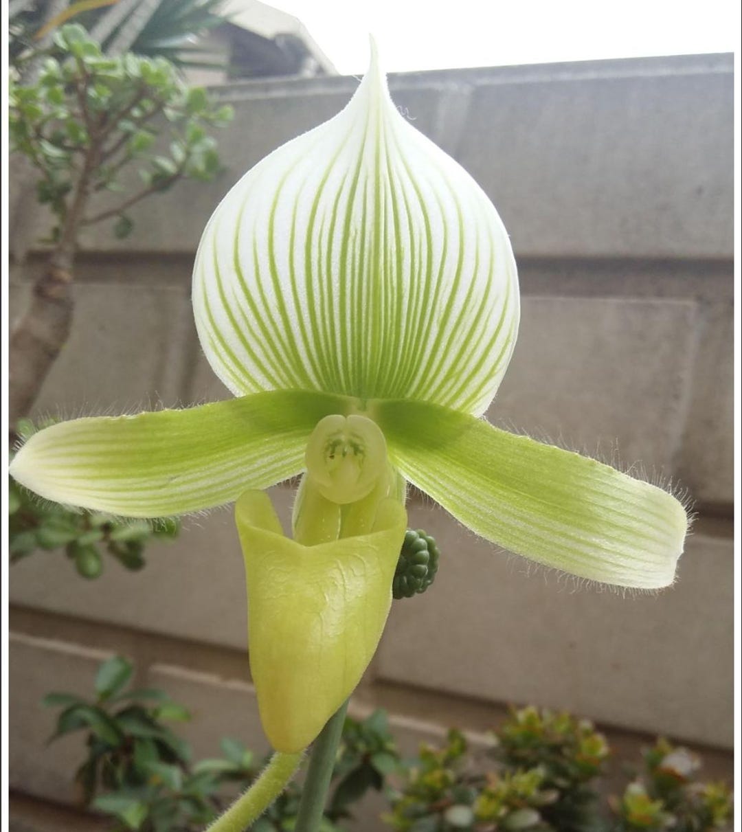 Complex Maudiae Paphiopedilum Paph Hsinying Dragon X Hsinying Citron) X ...