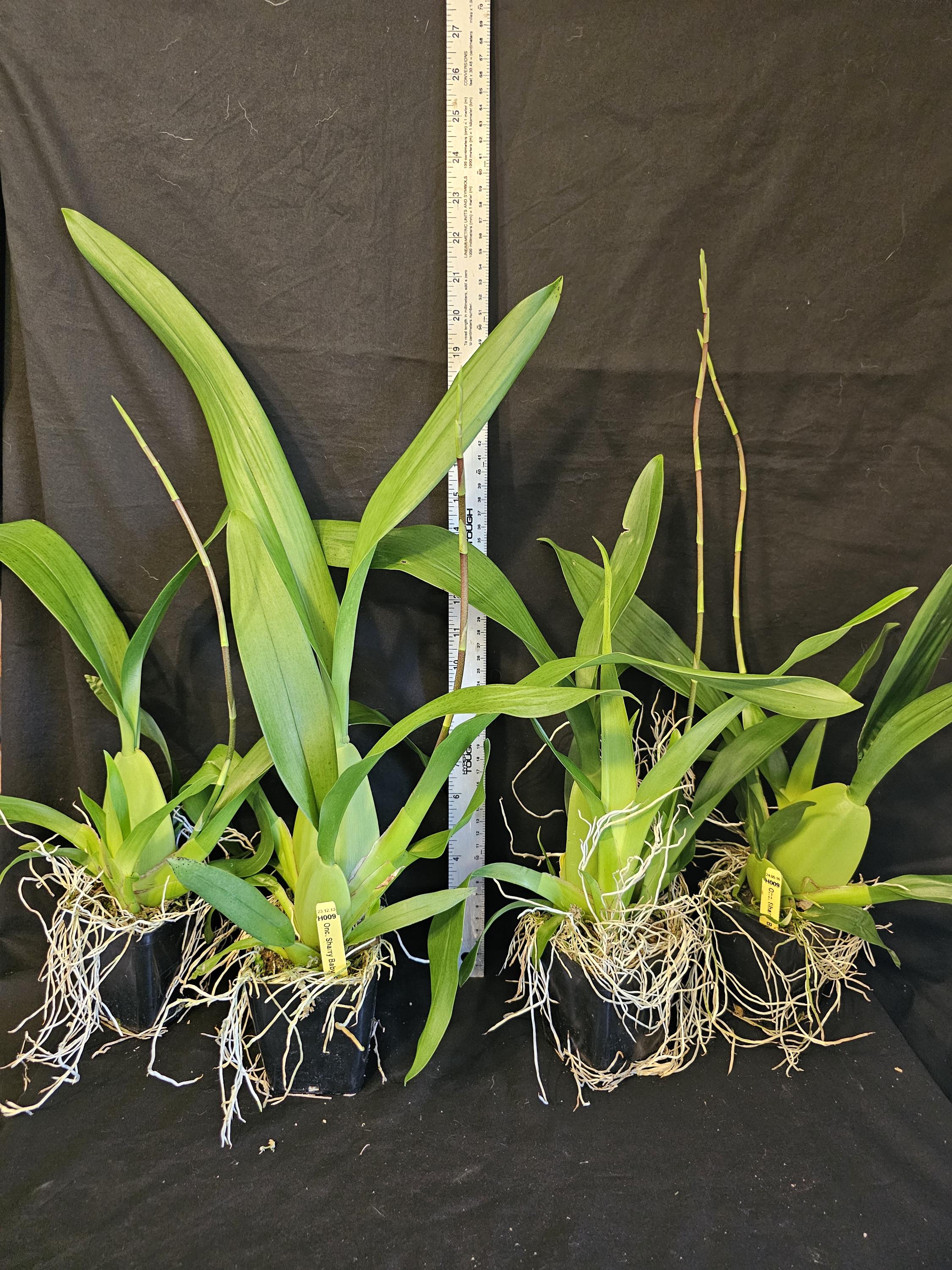 Oncidium Sharry Baby 'sweet Fragrance' in Spike Large Blooming Size ...