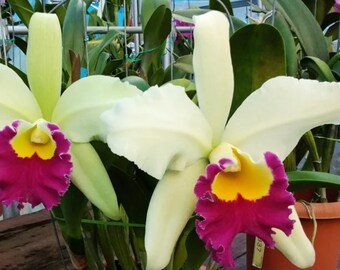 Rlc Burdekin Wonder 'lakeland Blooming Size Plants in 4.5 Pots Large ...