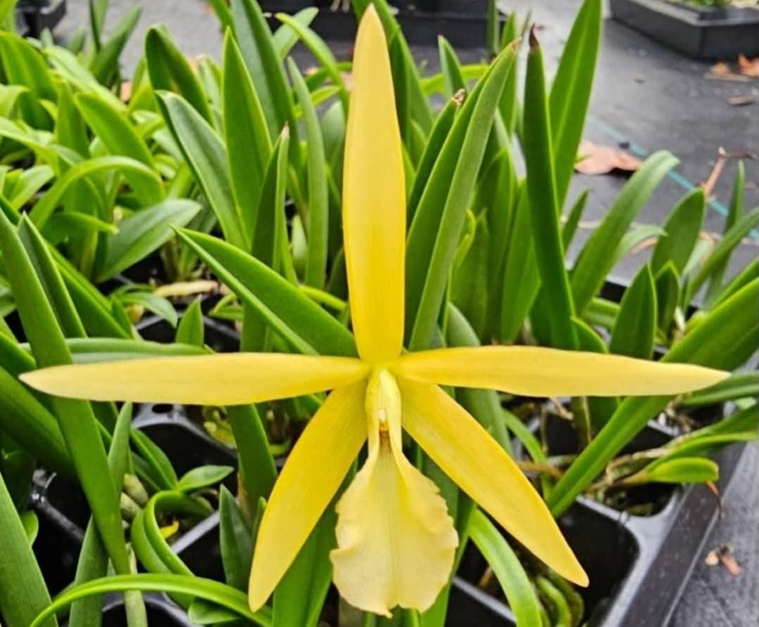 Bc Little Birds. Blooming Size Brassavola Cattleya Orchid Hybrid ...