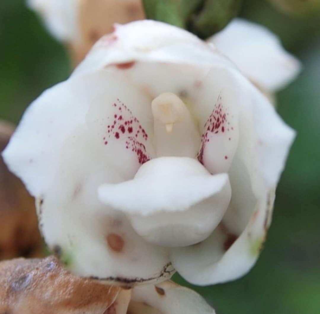 Peristeria Elata, Near Blooming Size Rare Orchid Species. the Dove ...