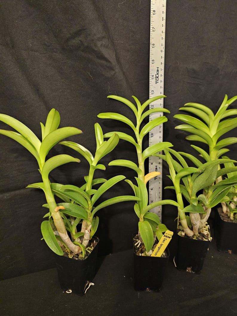 Dendrobium Tangerinum, Blooming Size Antelope Dendrobium Orchid Species ...