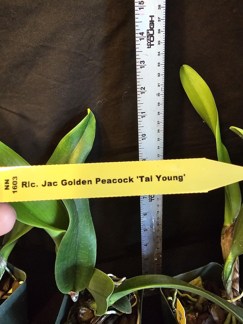 Rlc Jac Golden Peacock 'tai Young' Near Blooming Size Cattleya Orchid ...