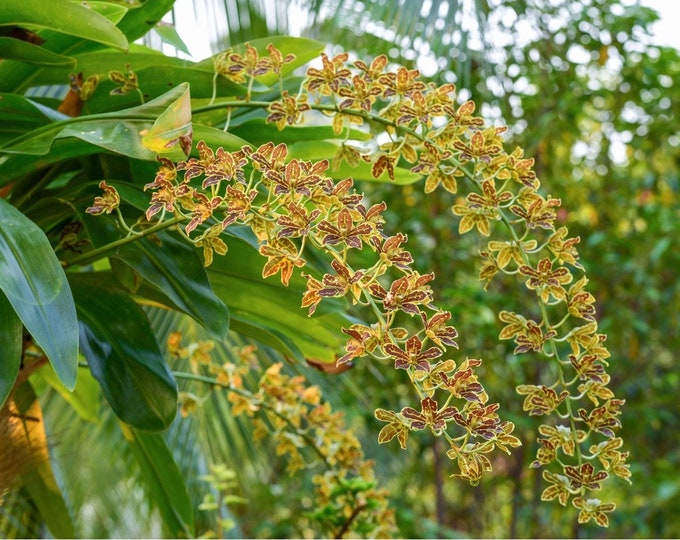 Grammatophyllum Scriptum Var Citrinum 'compact Leopard' X Self ...
