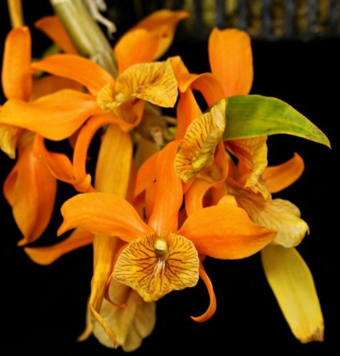 Dendrobium Sheng Yi Bumblebee (unicum X Stardust) Blooming Size ...