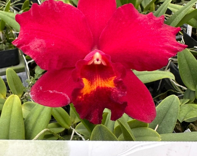 Rlc Precious Sweetheart 'magic Flame' Blooming Size Compact Growing ...