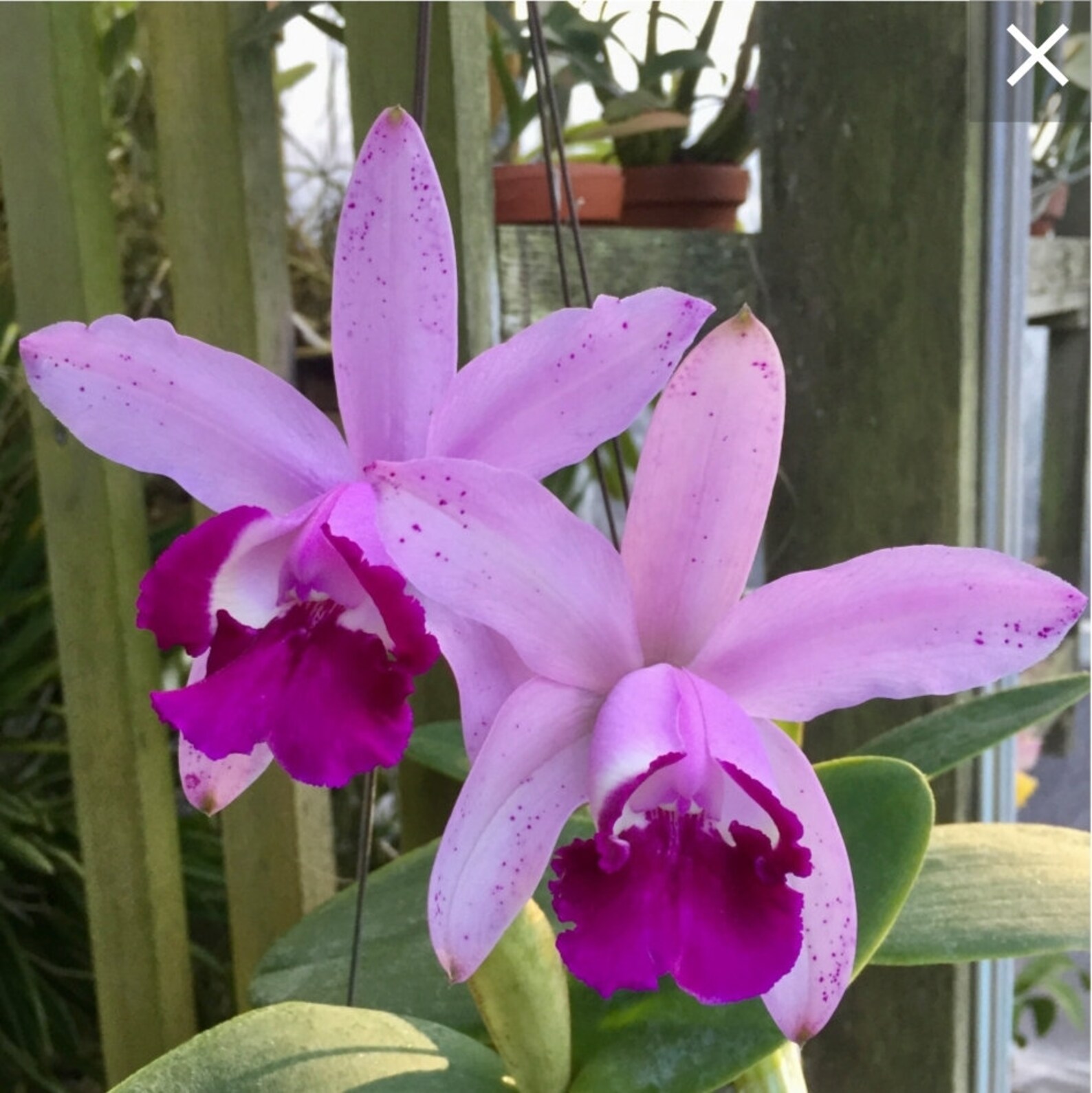 Cattleya Intermedia Var Orlata X Sub. Near Bloom Size Cattleya Orchid ...
