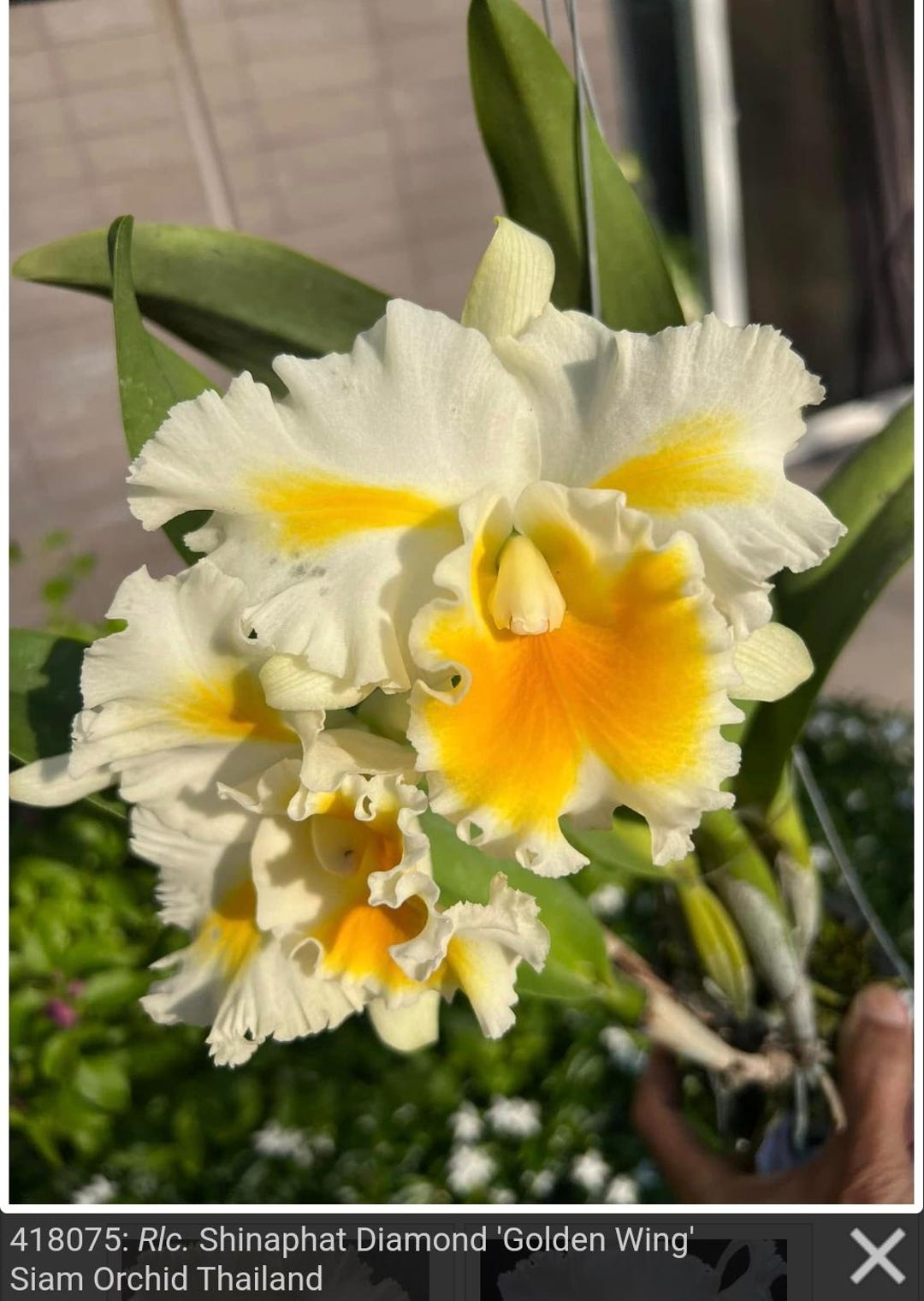 Rlc Shinaphat Diamond 'golden Wing' Blooming Size Cattleya Orchid - Etsy