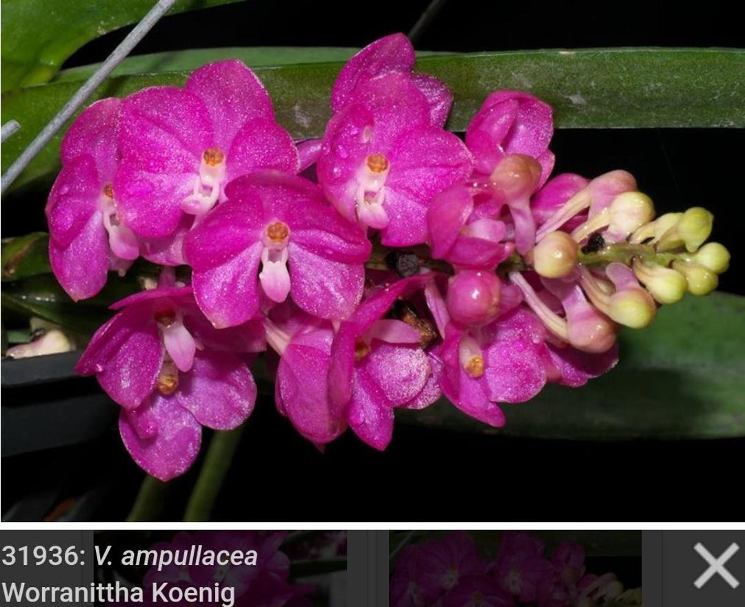 Vanda Ampullaceum. Miniature Compact Vanda Orchid Species. - Etsy