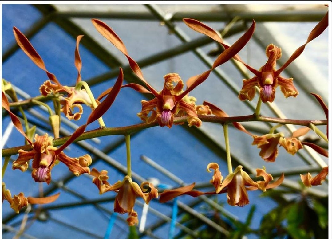 Dendrobium Tangerinum, Young Near Blooming Size Antelope Dendrobium ...
