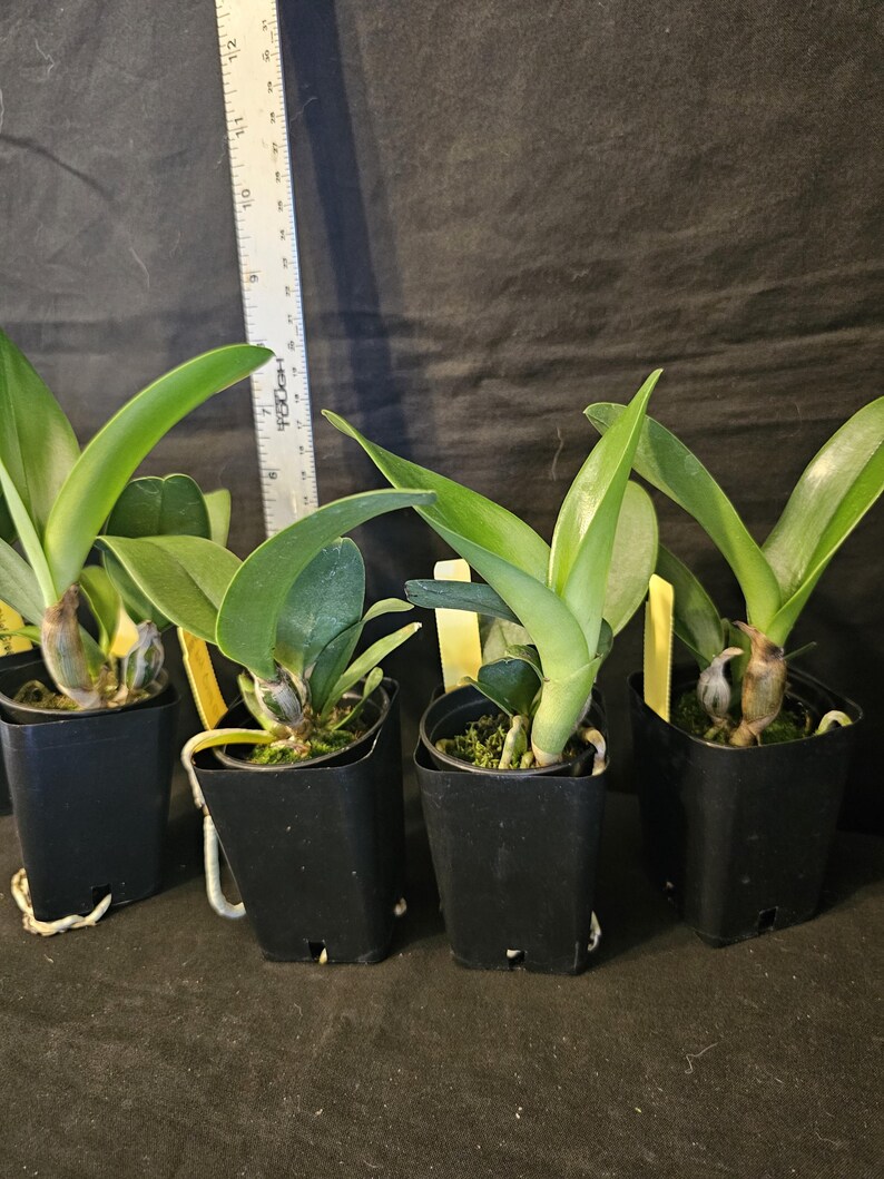 Pry Chief Green Sky 'peanut' Compact/miniature Cattleya Orchid Clone ...