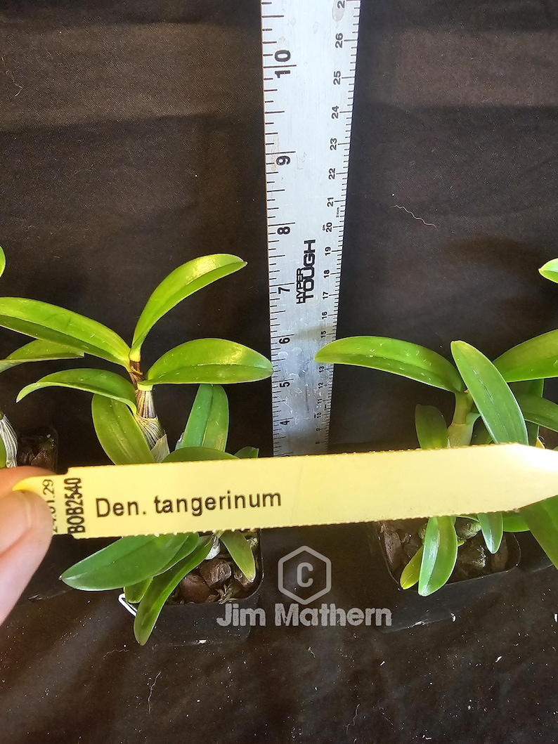 Dendrobium Tangerinum, Blooming Size Antelope Dendrobium Orchid Species ...
