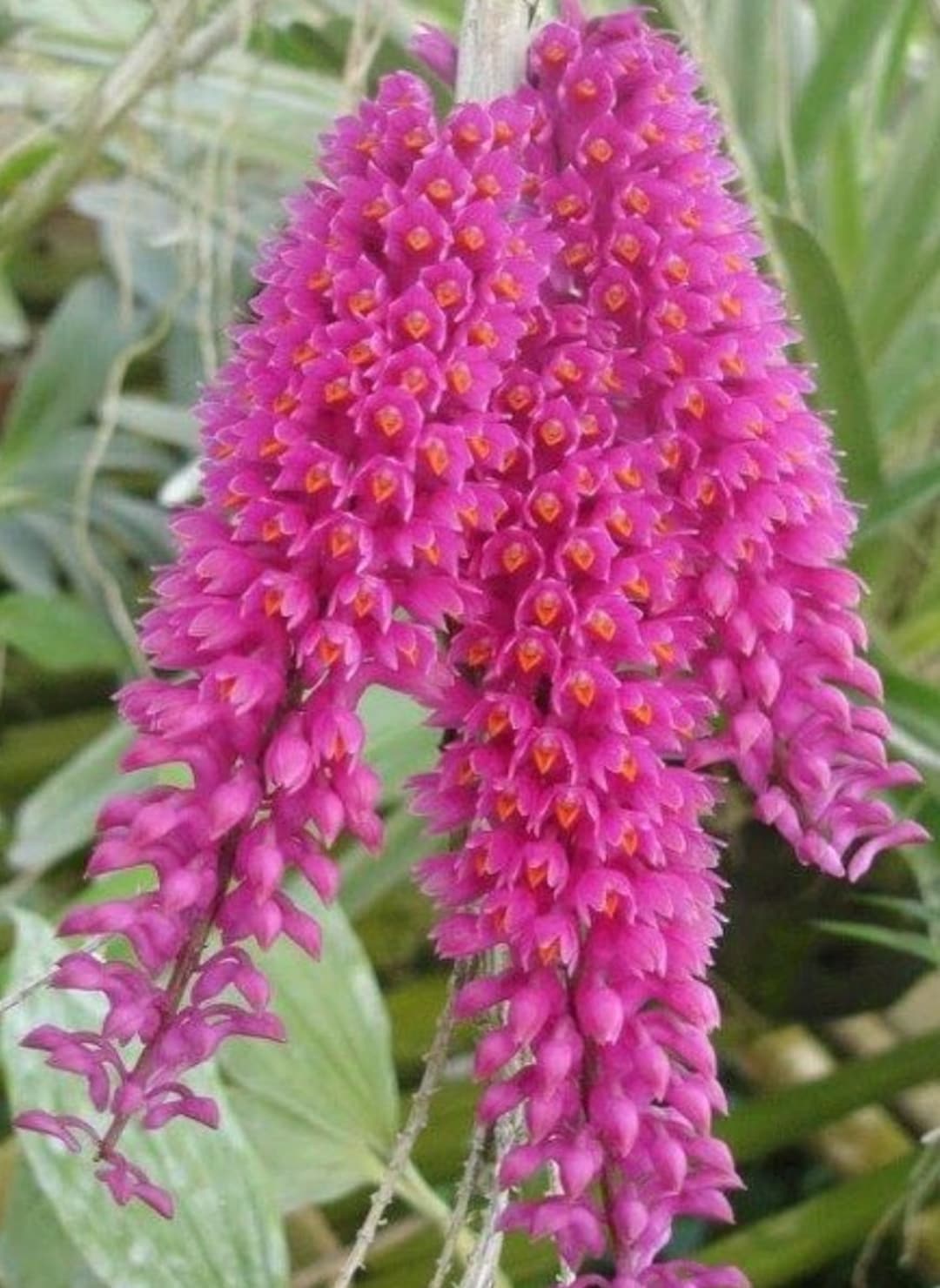 Dendrobium Secundum 'red'. Toothbrush Orchid. Large Plants Blooming ...