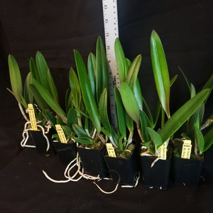 Bc Rustic Spots 'H&R' Blooming Size Brassavola Cattleya Hybrid. Fragrant Spotted Color ...