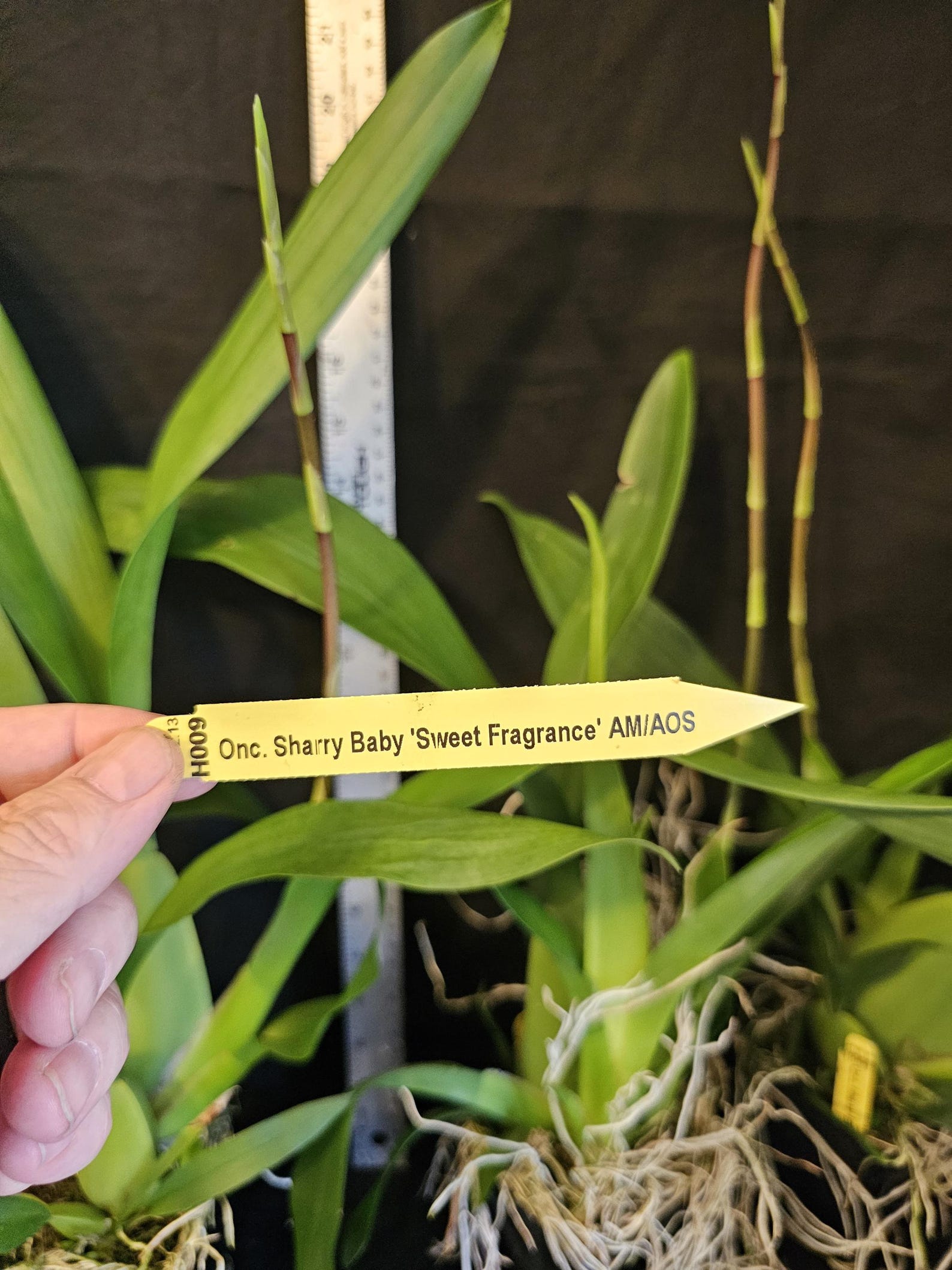 Oncidium Sharry Baby 'sweet Fragrance' in Spike Large Blooming Size ...