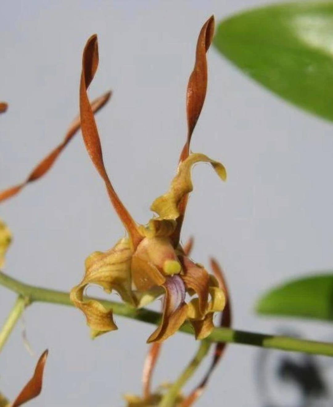Dendrobium Tangerinum, Blooming Size Antelope Dendrobium Orchid Species ...